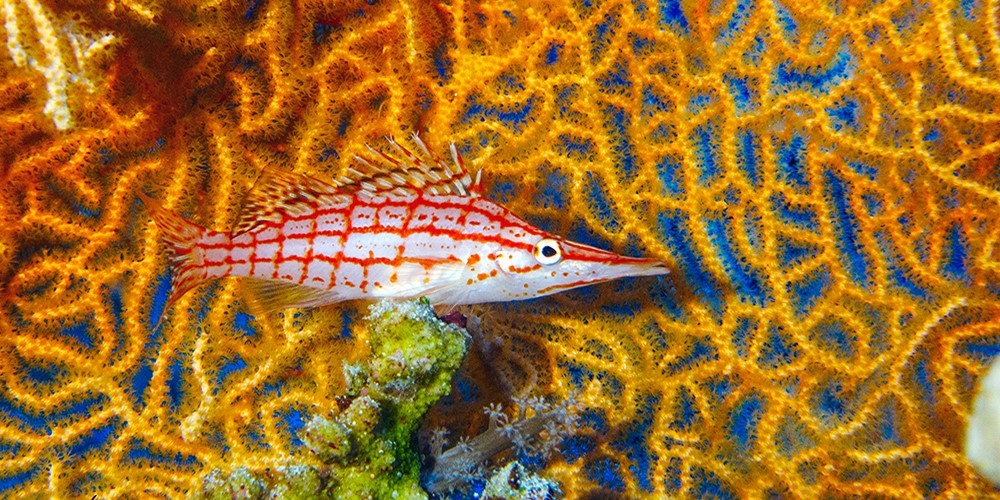 St. Johns / Elba Reef