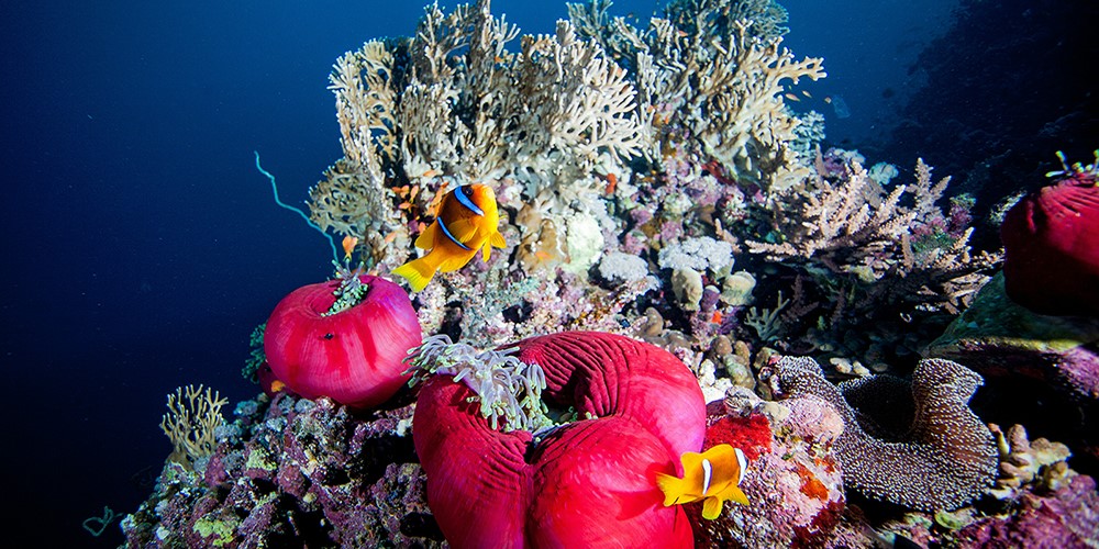 Elba Reef