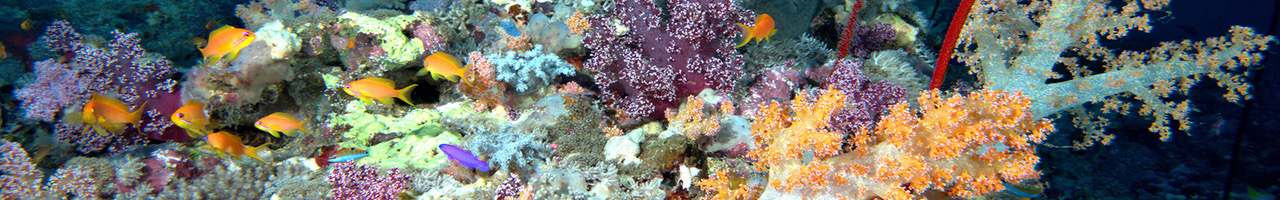 St. Johns / Elba Reef